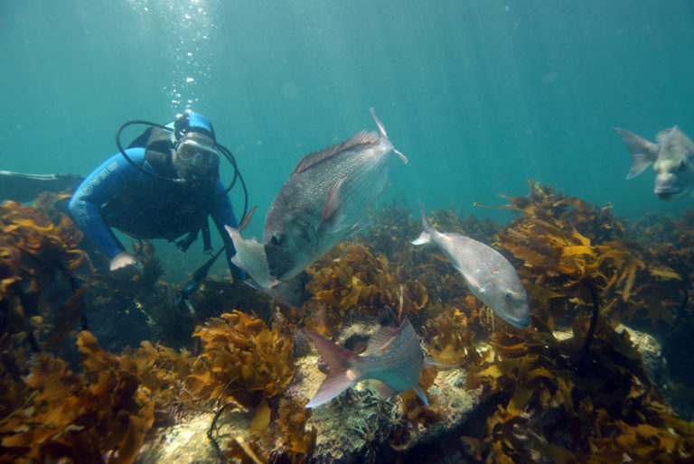 Goat Island Marine Reserve - Escape to Leigh